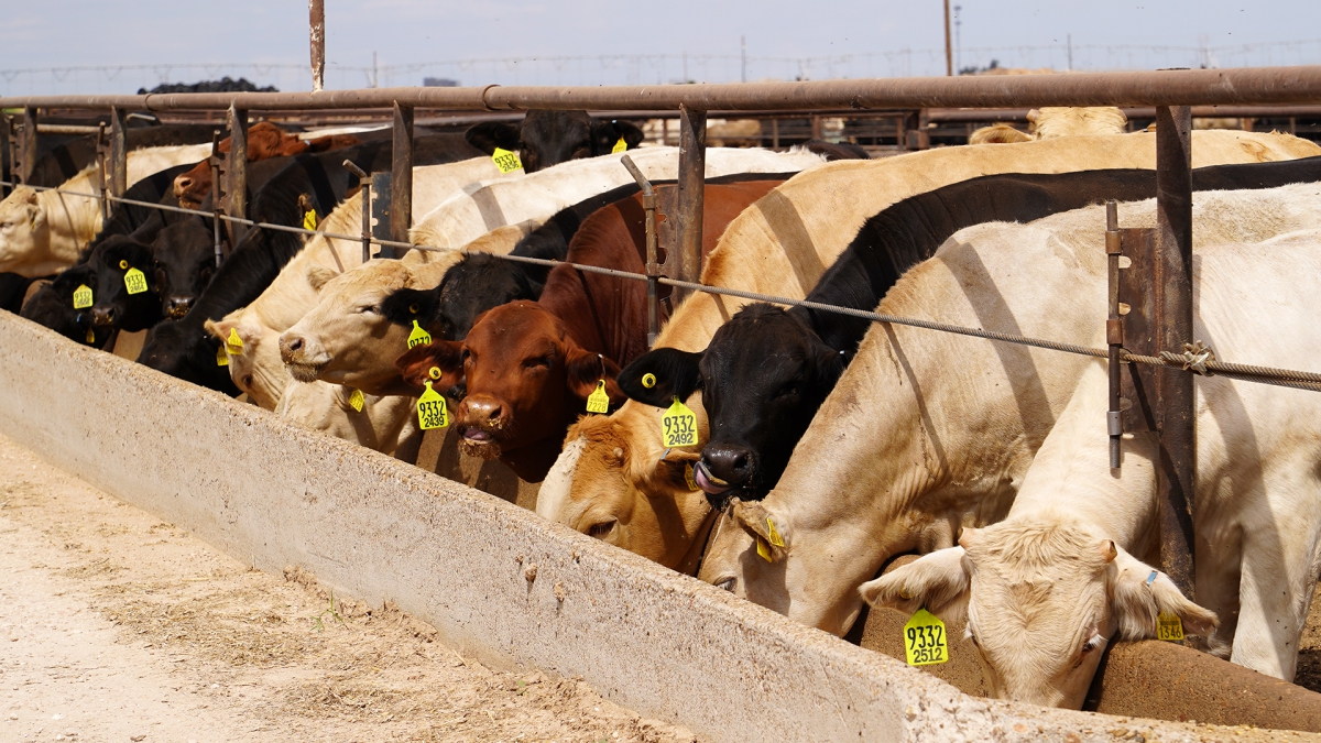Feedlot - Westway Feed Products