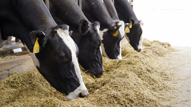 Cattle Liquid Feed Supplements - Westway Feed Products