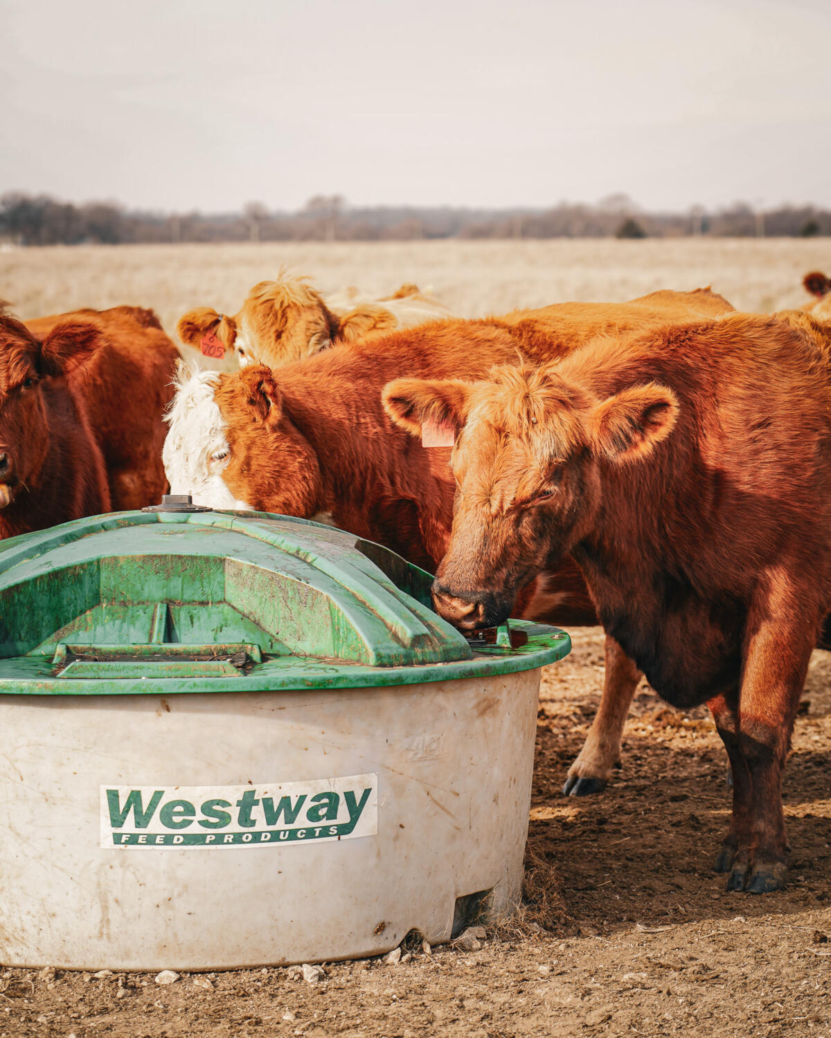 Beef Cattle Liquid Feed Supplement